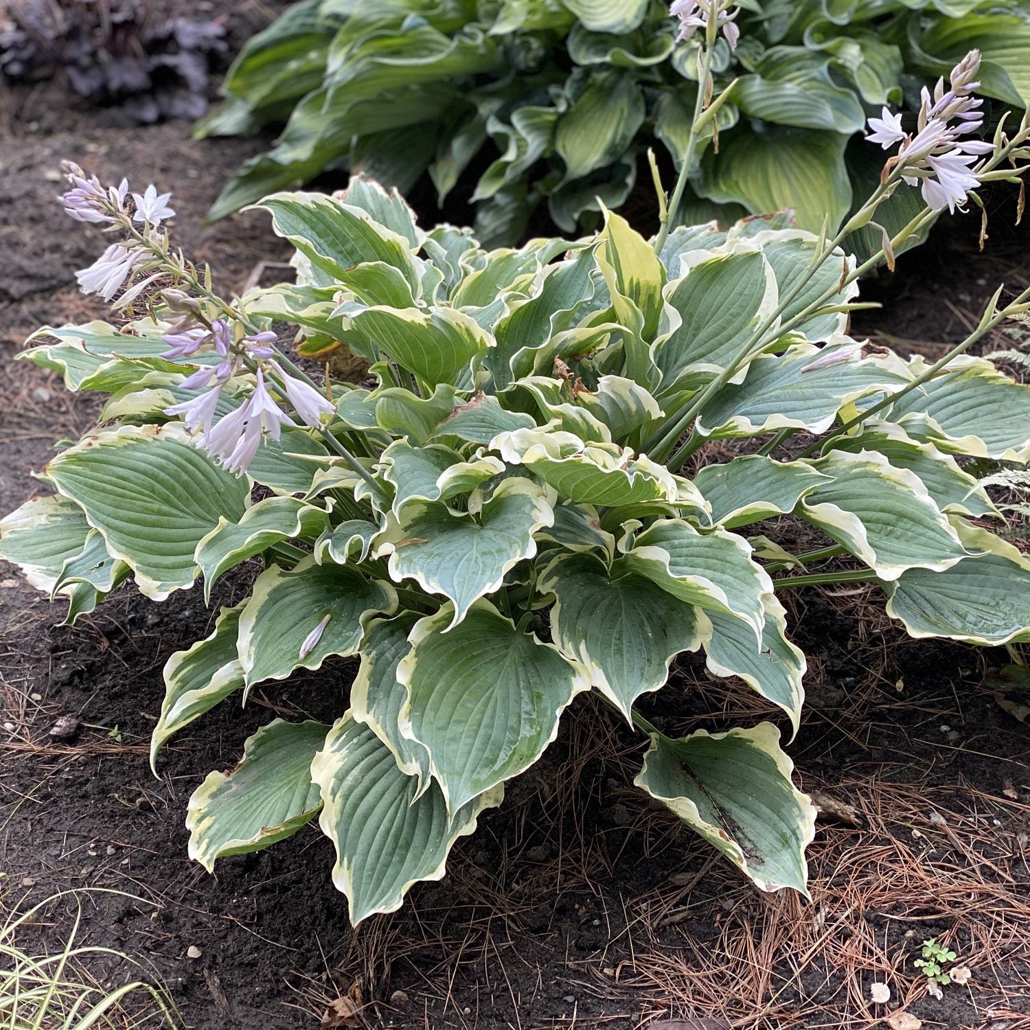 Hope Springs Eternal Hosta Plant – EVERGREEN