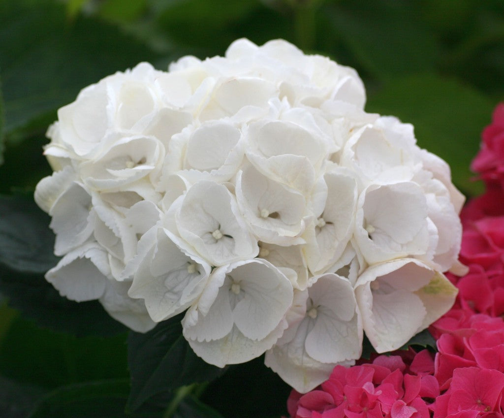 Hydrangea macrophylla Hortmabrid Magical Bride – EVERGREEN