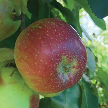 Keepsake Apple – EVERGREEN