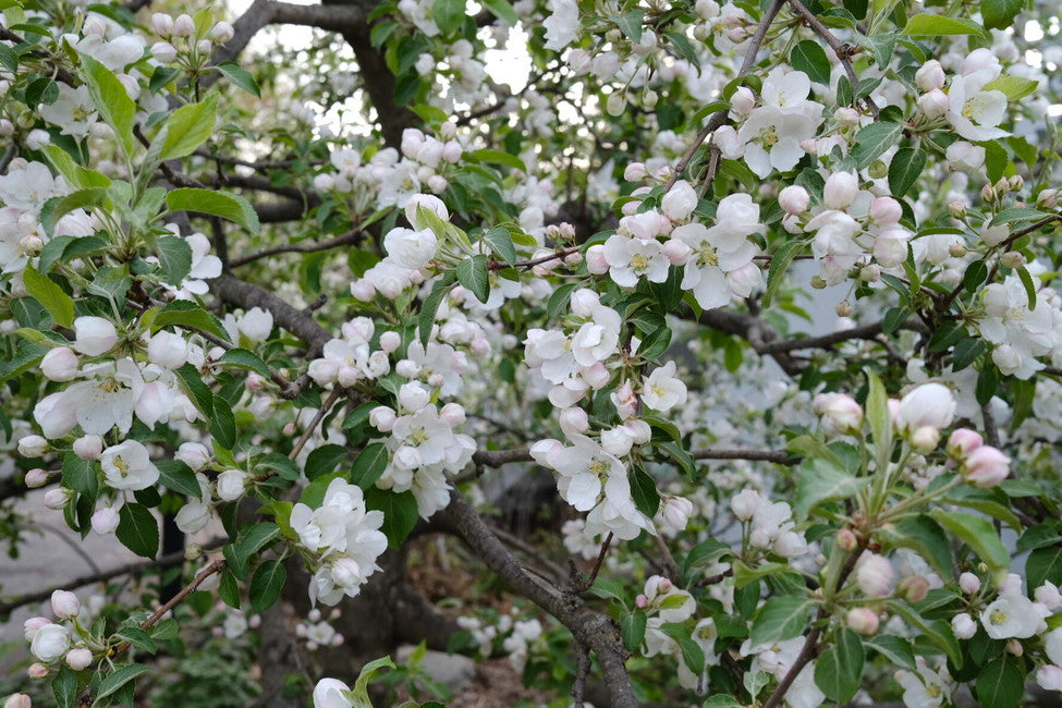 Chestnut Crab Apple – EVERGREEN