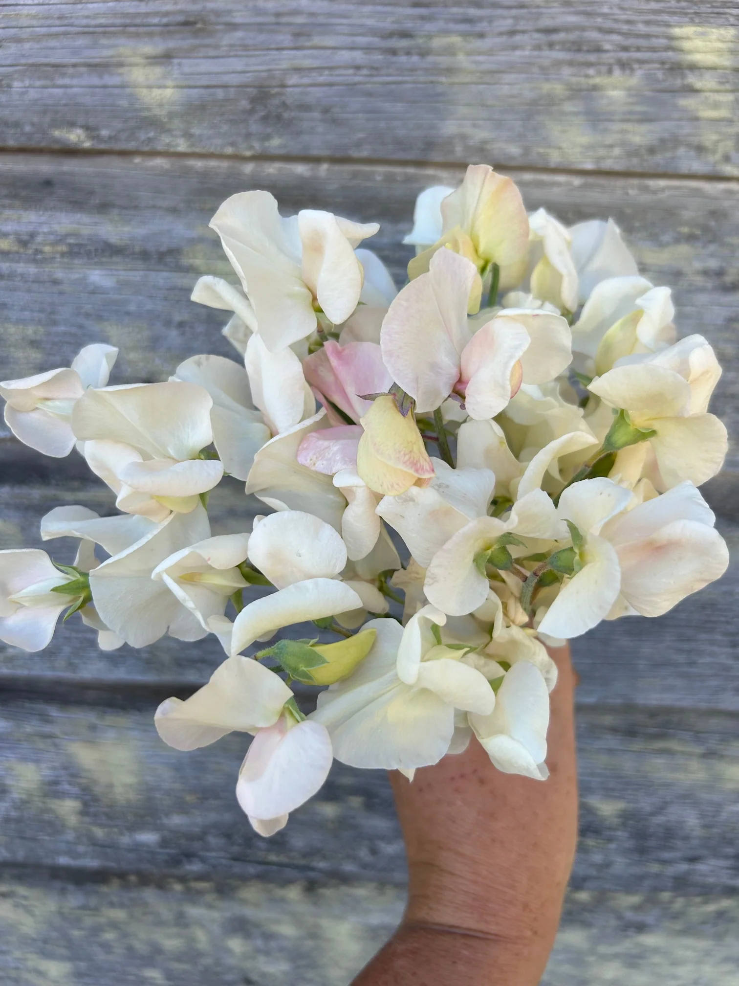 Piggy Sue Sweet Pea – EVERGREEN