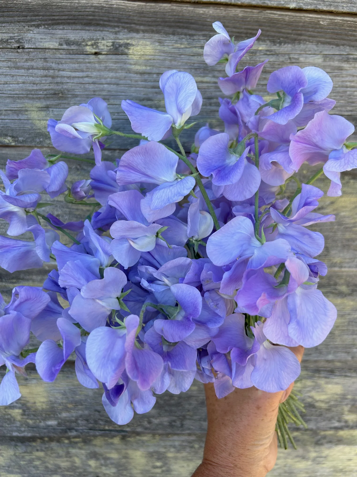 Winter Sunshine Light Blue Sweet Pea – EVERGREEN
