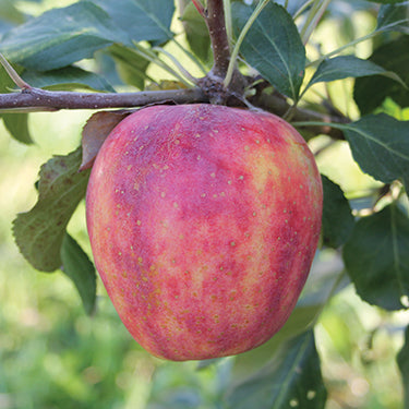 Norkent Apple – EVERGREEN