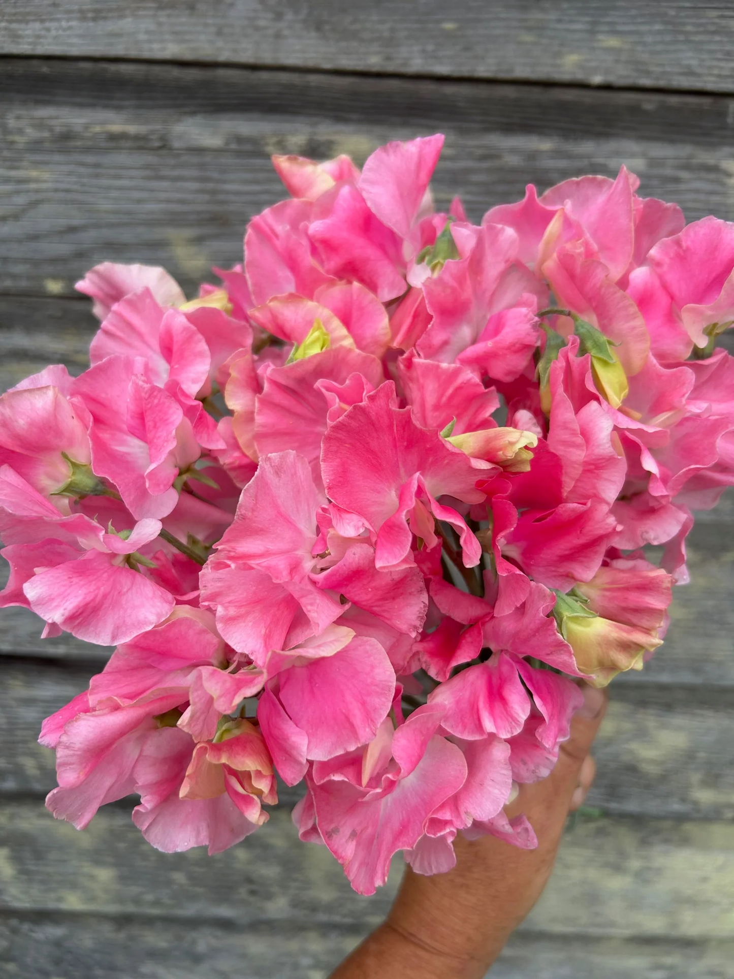 Mrs Bernard Jones Sweet Pea – EVERGREEN