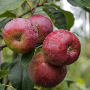 Liberty Apple – EVERGREEN