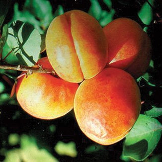 Harglow Apricot – EVERGREEN
