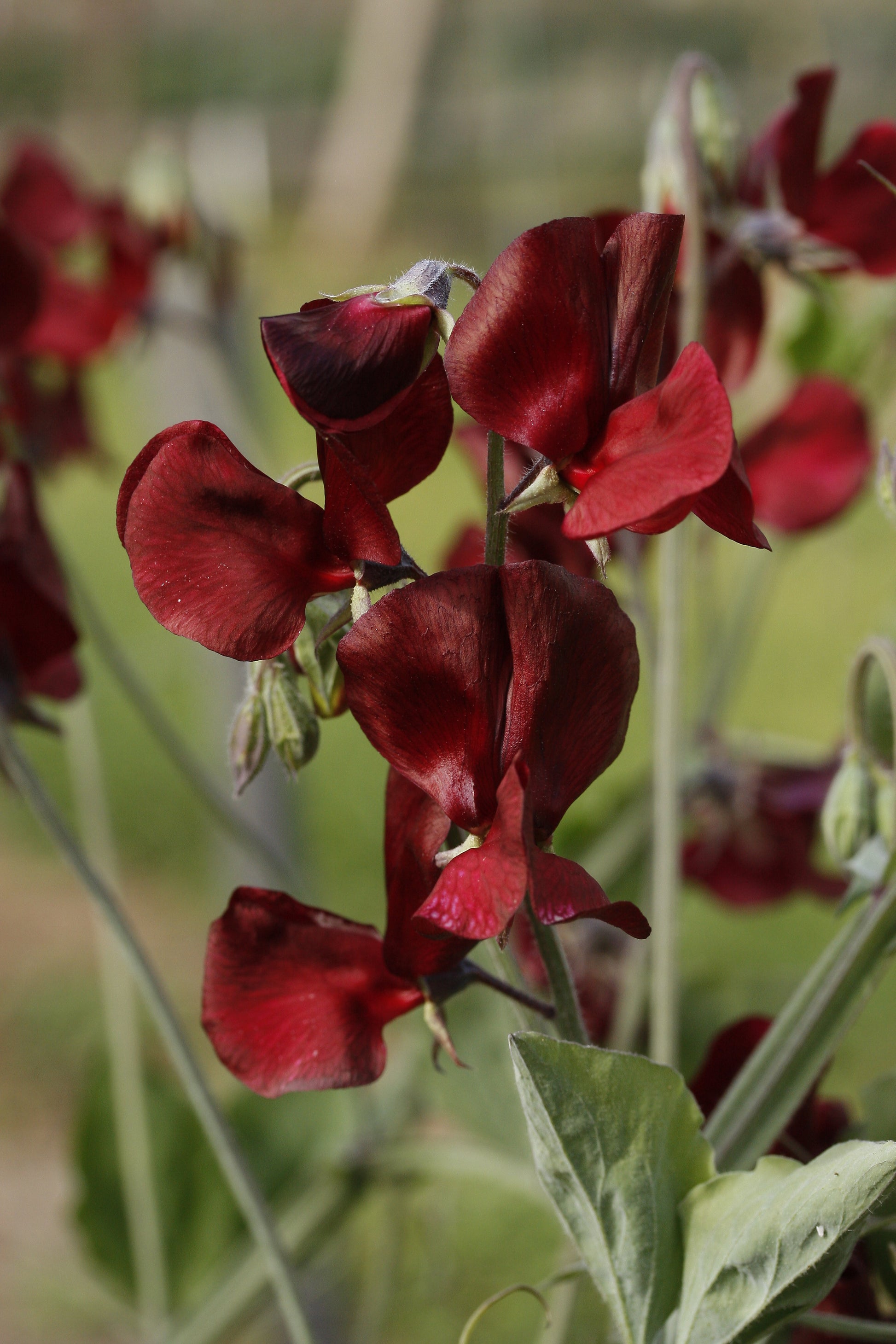 Retro Red Sweet Pea – EVERGREEN