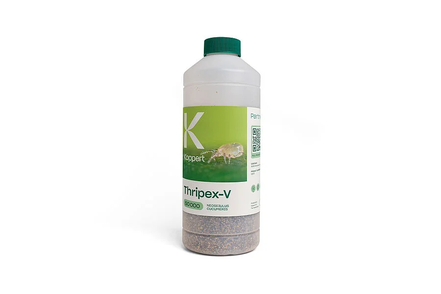 Thripex V Predatory Mite – EVERGREEN