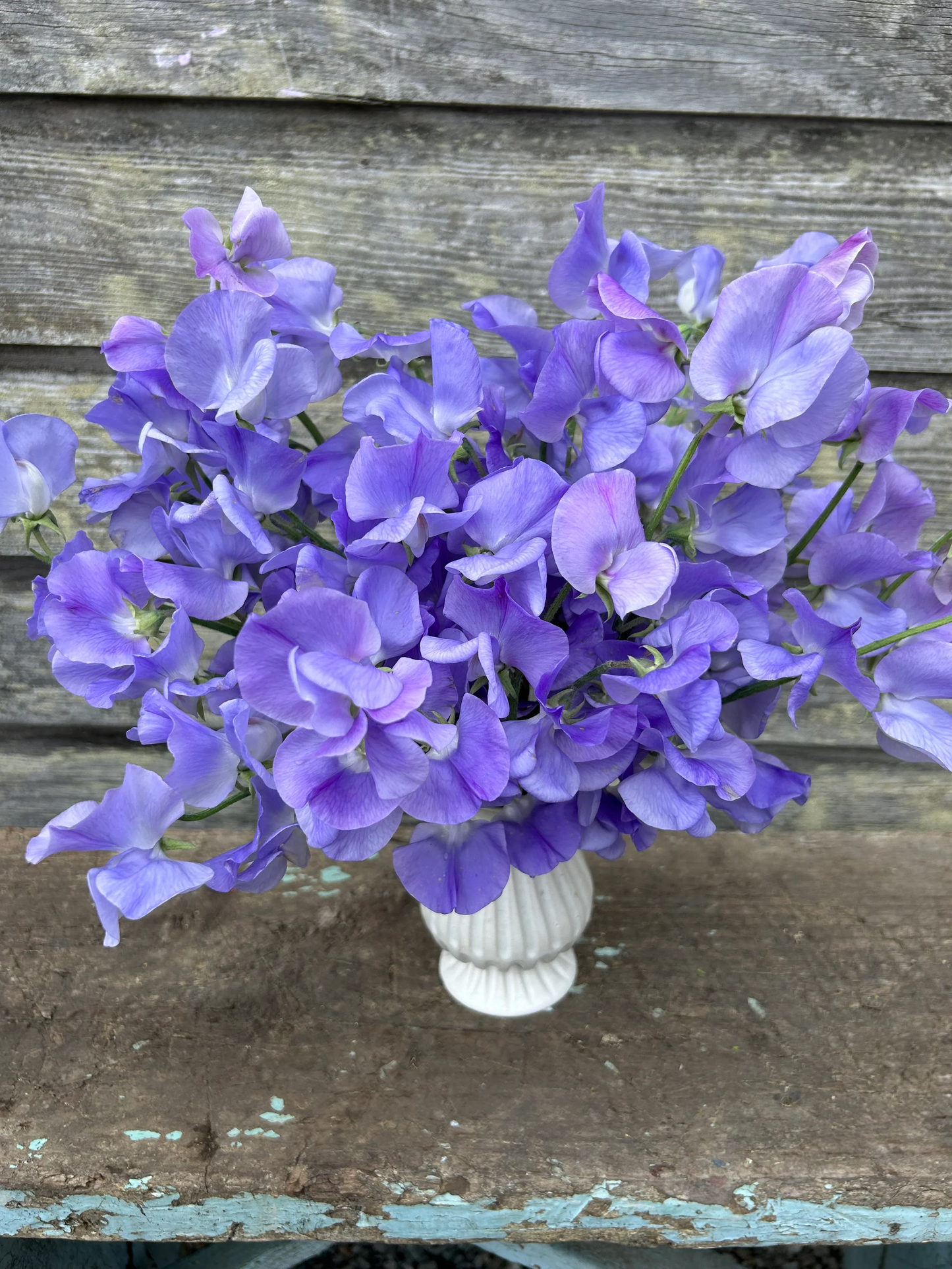 Winter Sunshine Light Blue Sweet Pea – EVERGREEN