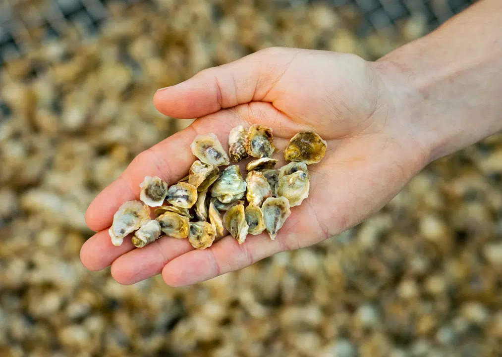 Magallana Gigas Oyster Seed WA – EVERGREEN
