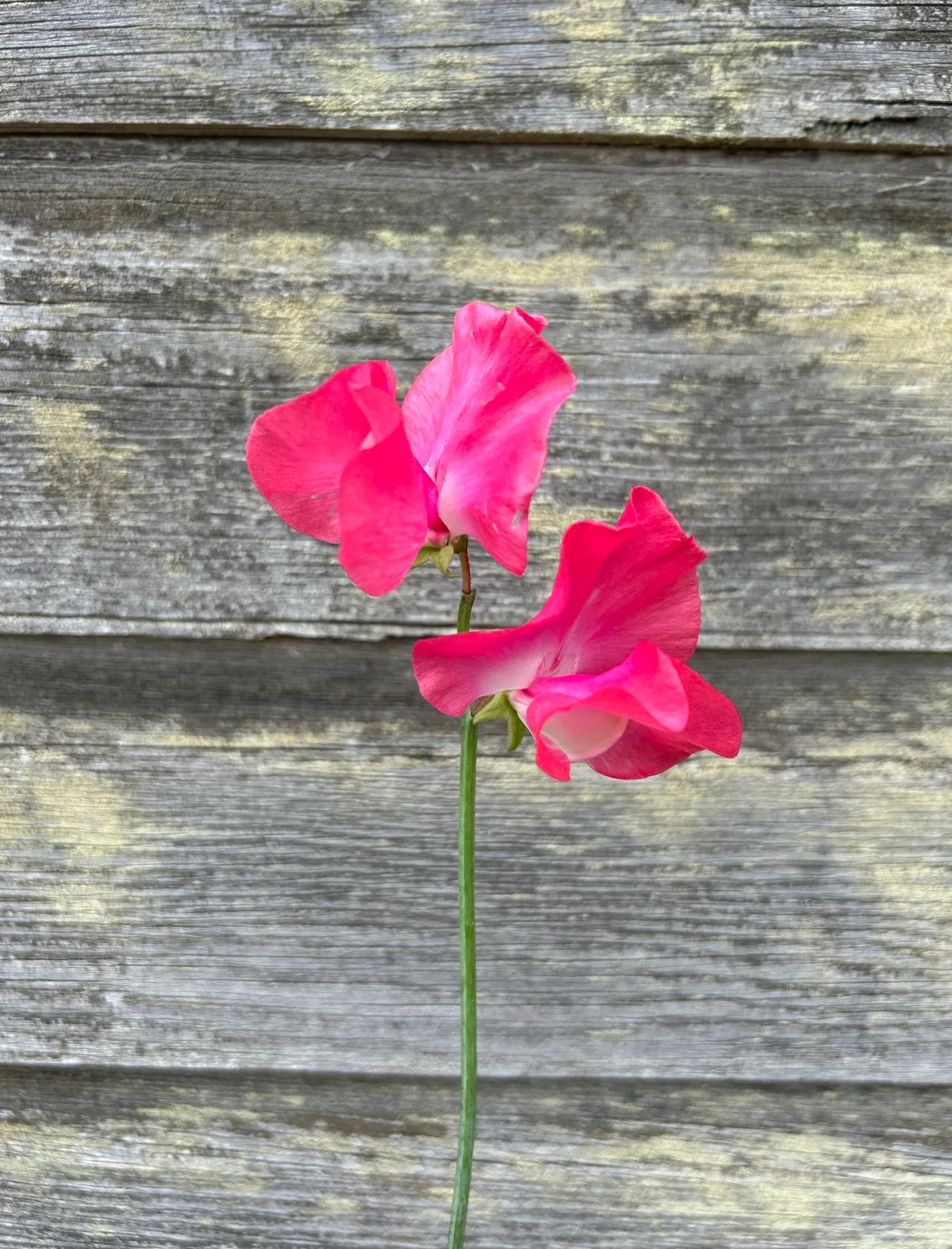 Sommerset Lady Sweet Pea – EVERGREEN
