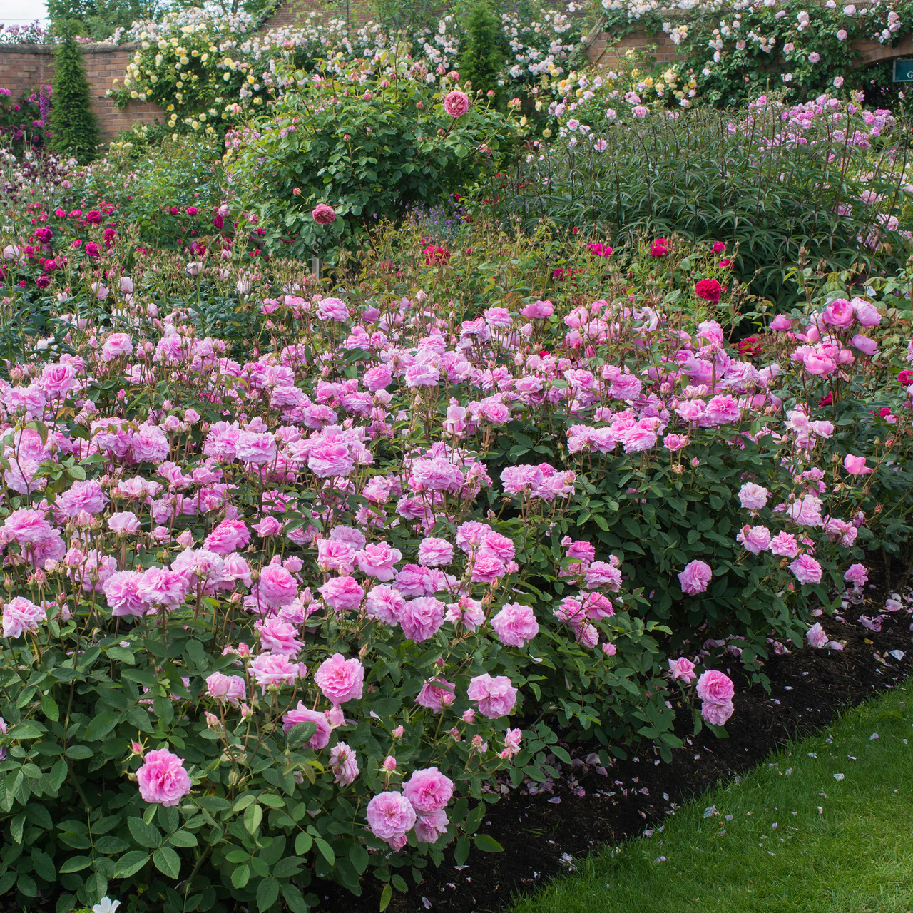 David Austin Roses The Mayflower™ – EVERGREEN
