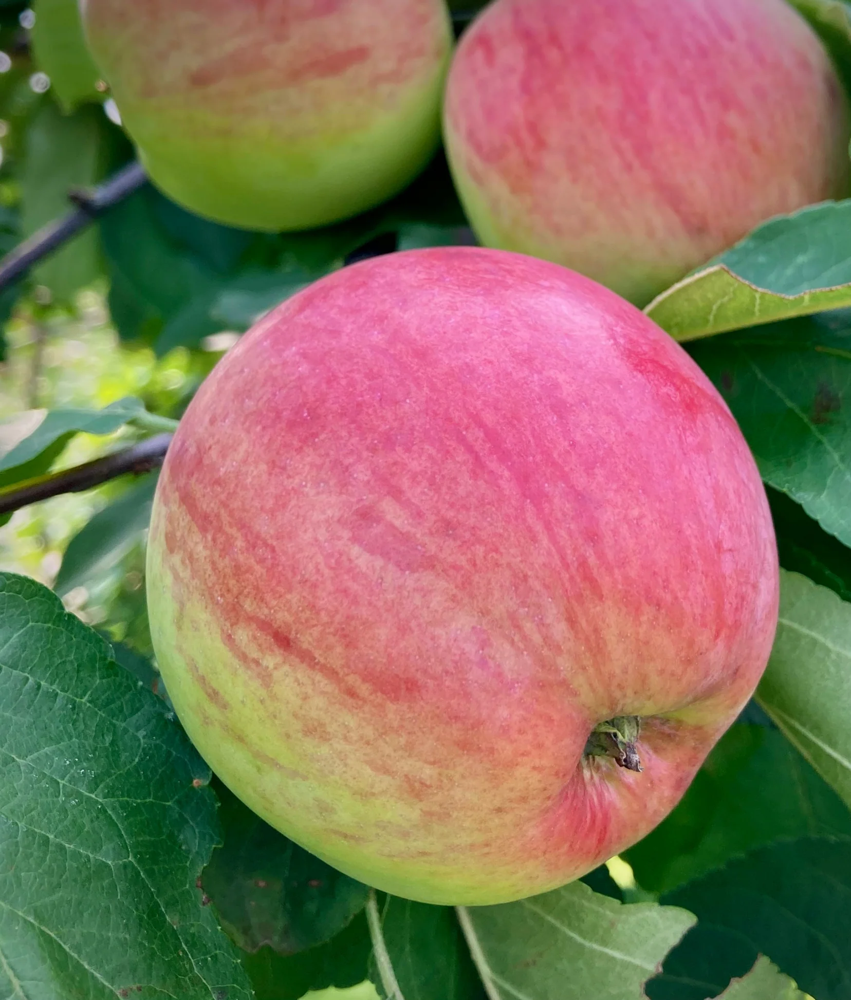 Carroll Apple – EVERGREEN
