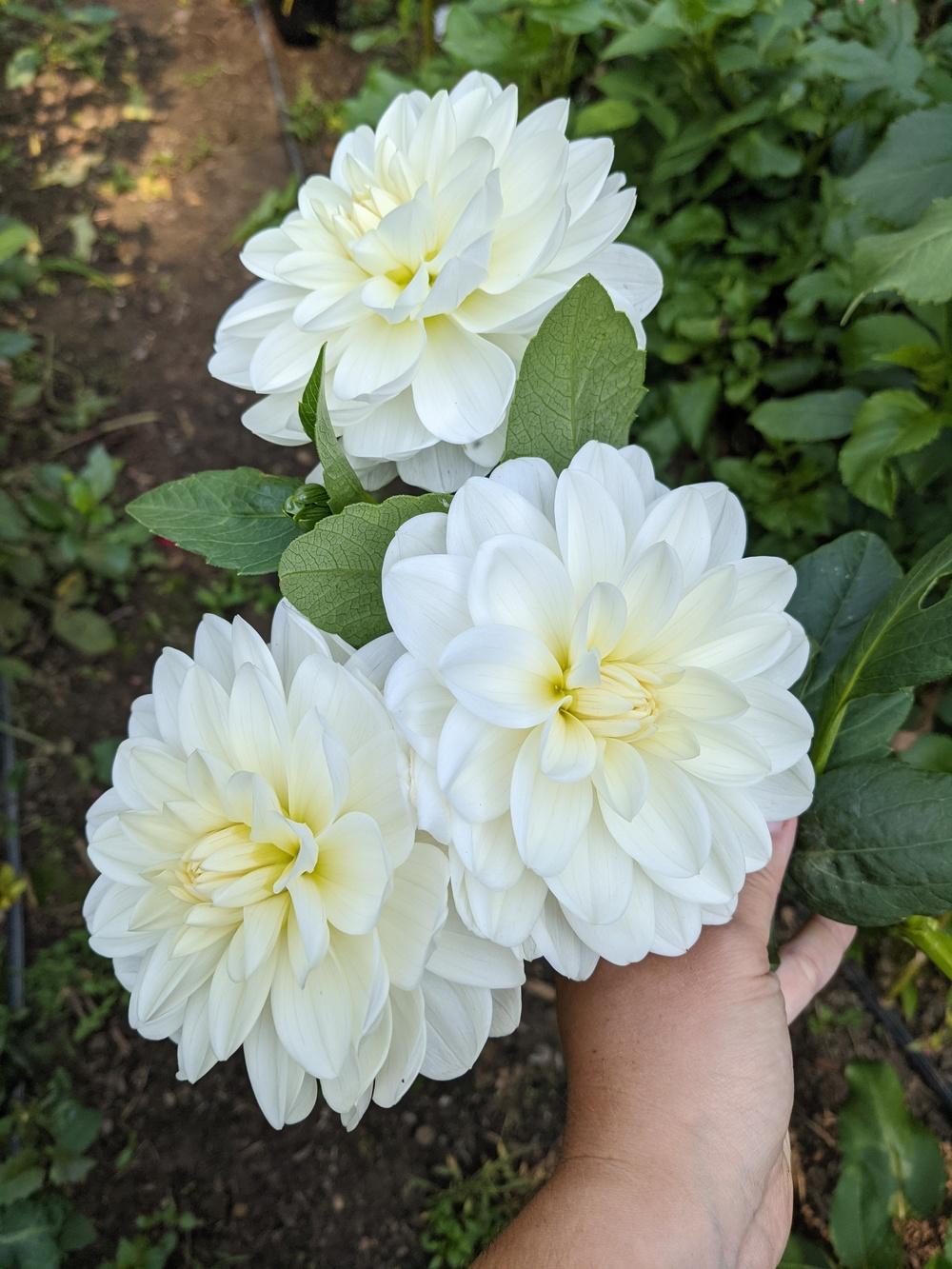 Bridezilla Dahlia – EVERGREEN