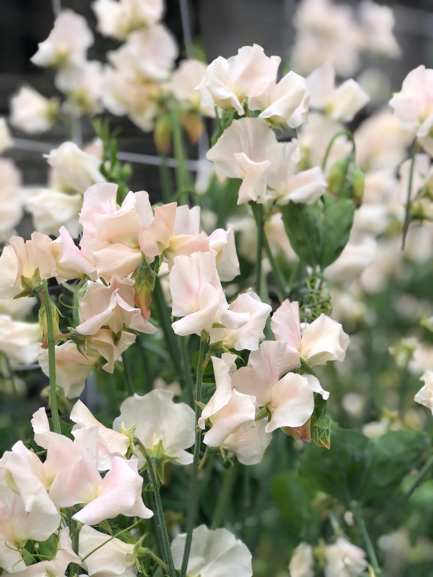Piggy Sue Sweet Pea – EVERGREEN