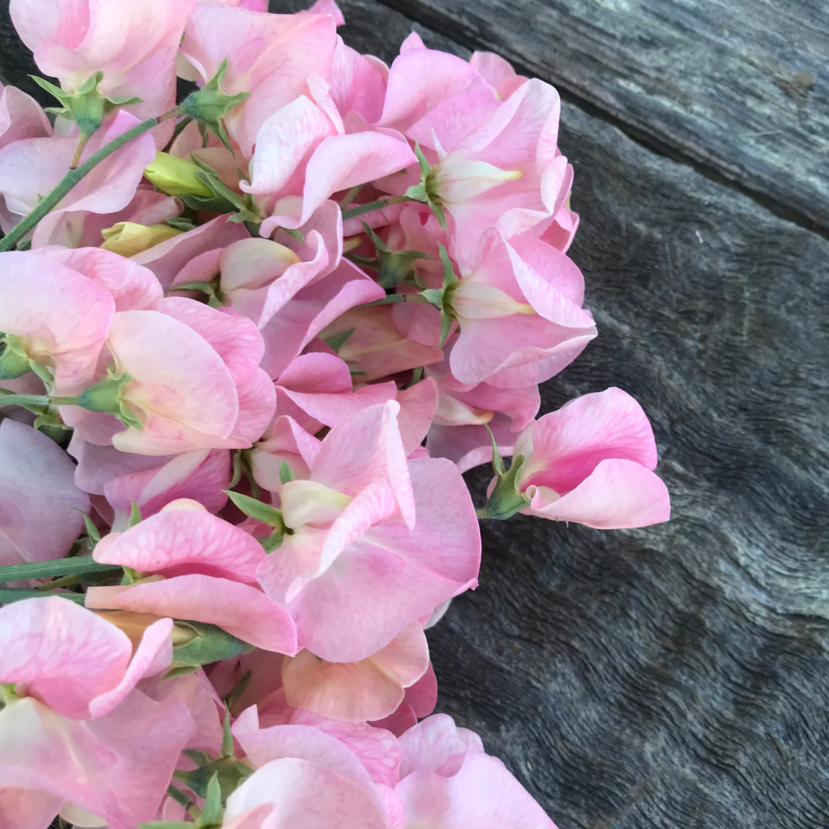 Emily Sweet Pea – EVERGREEN