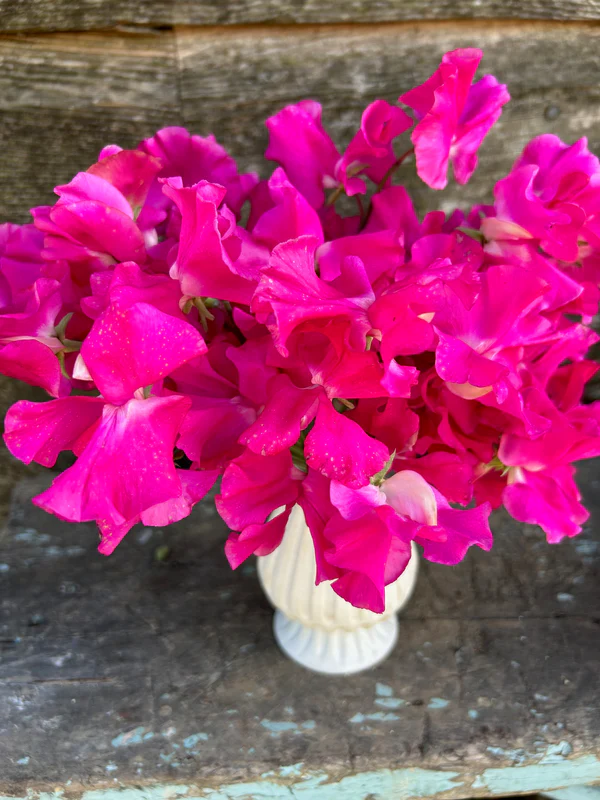 Evie Jones Sweet Pea – EVERGREEN