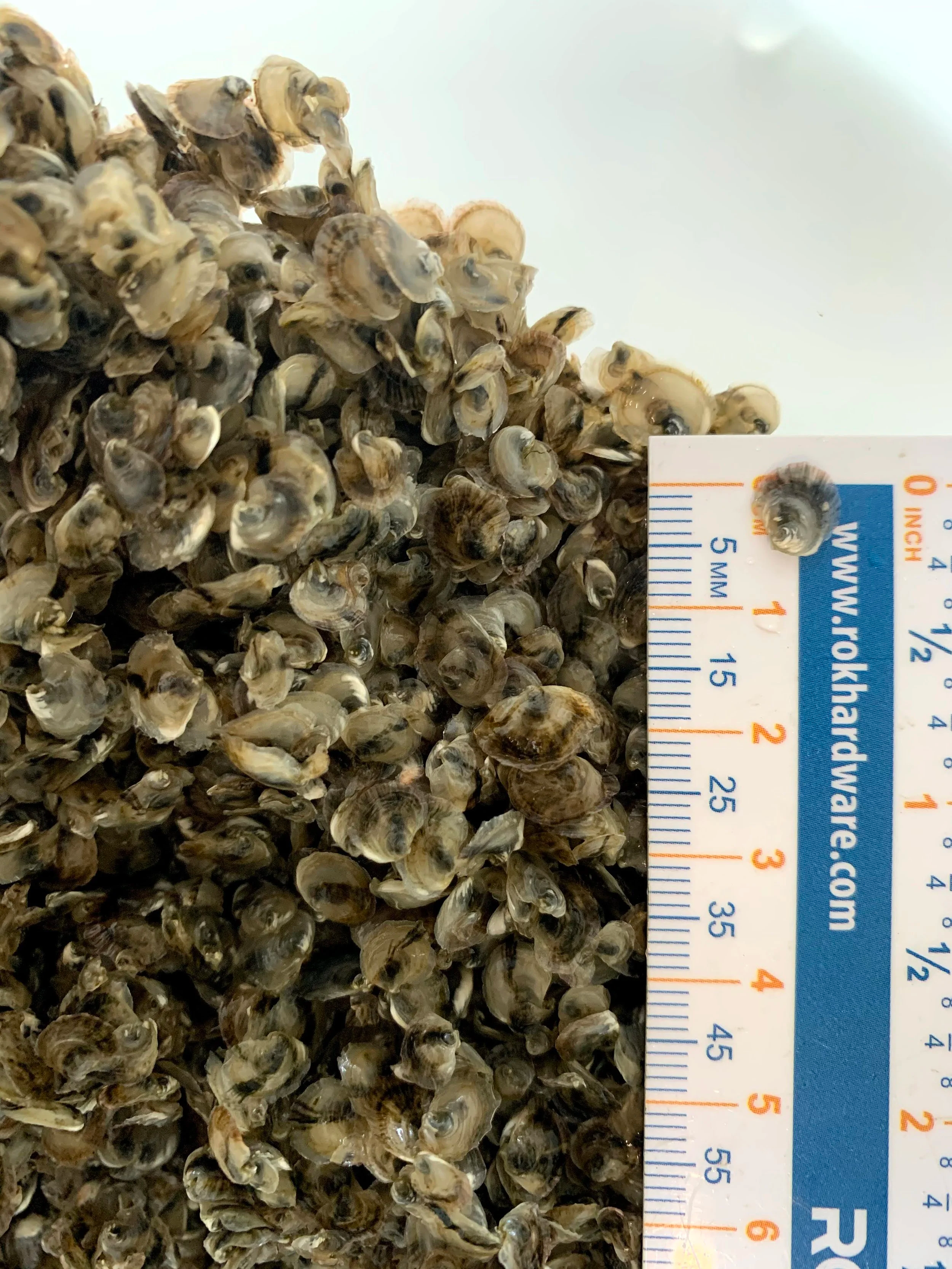 Crassostrea Virginica x Haskin NEH® Oyster Seed ME – EVERGREEN