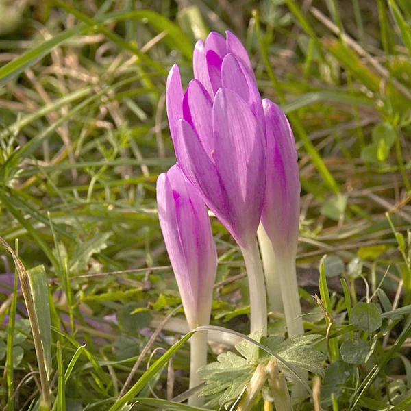 Zonatus Fall Flowering Crocus Corms – EVERGREEN