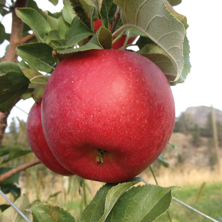 Royal Red® Honeycrisp Apple – EVERGREEN