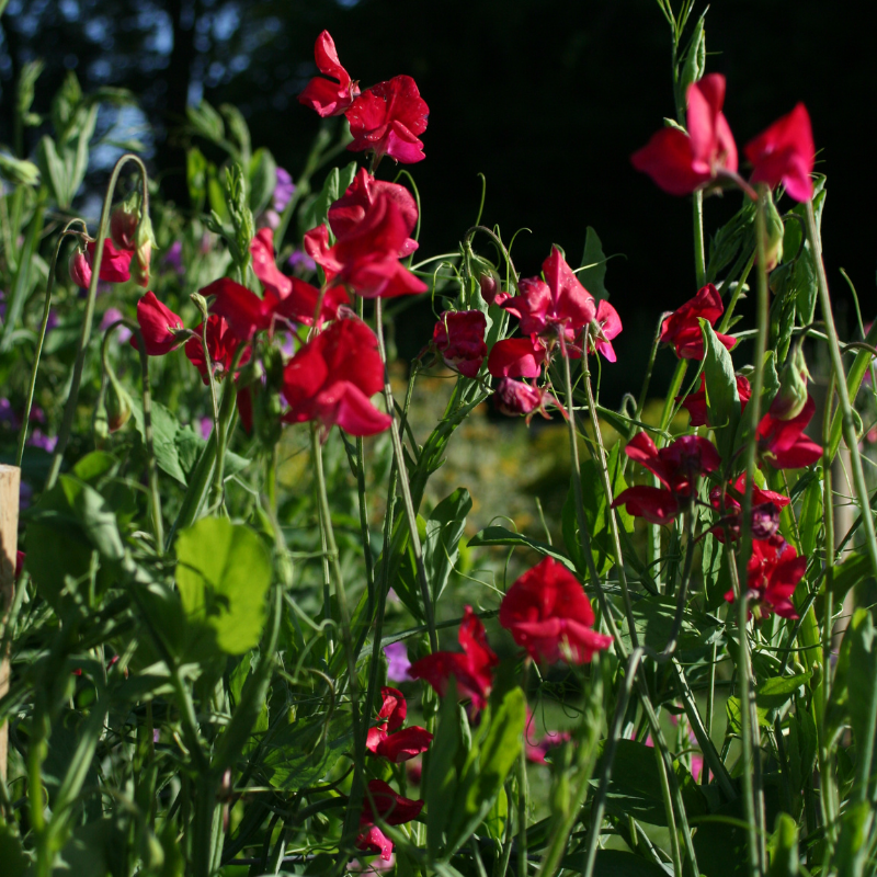 King Edward VII Heirloom Sweet Pea – EVERGREEN