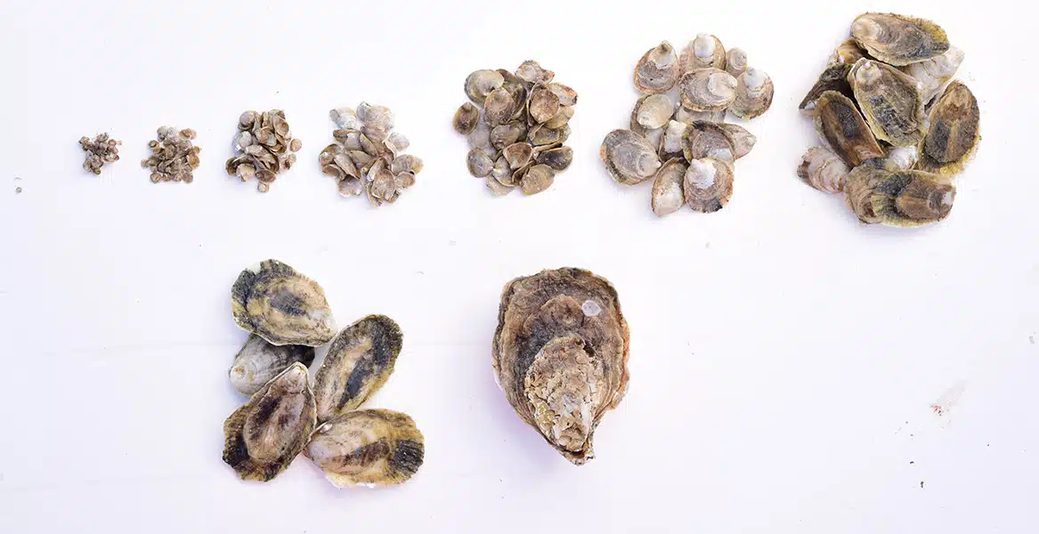 LOLA Oyster Eyed Larvae – EVERGREEN