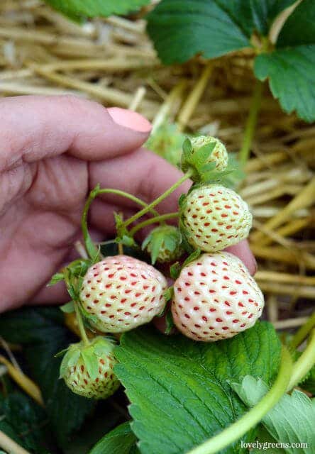 White Carolina Strawberry – EVERGREEN