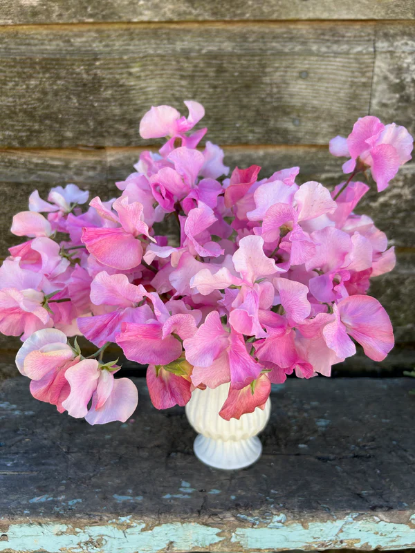 Audrey Kirkman Sweet Pea – EVERGREEN