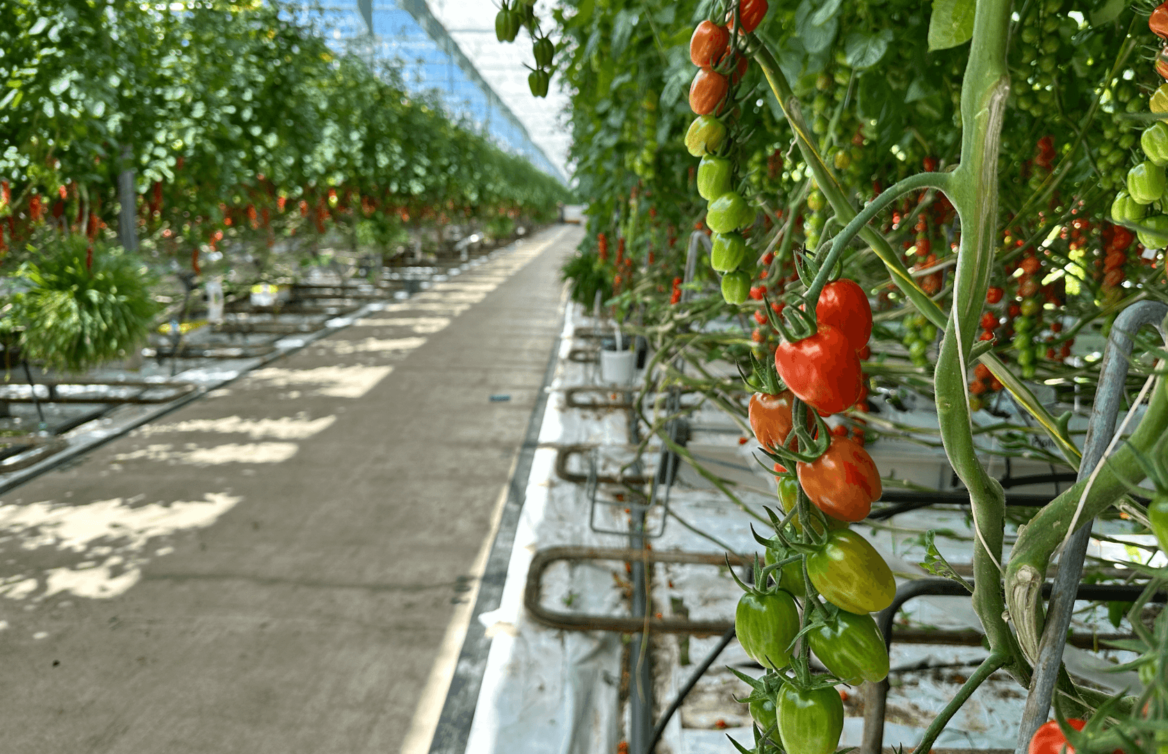 Viscon EVA Scoutr Autonomous Pest Monitoring – EVERGREEN