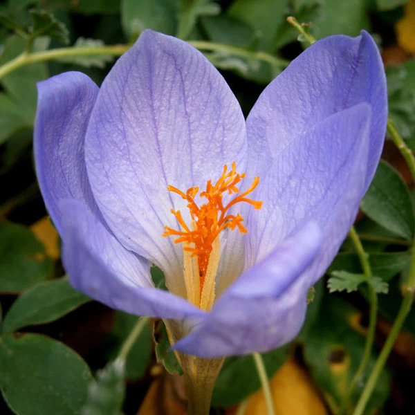 Speciosus Fall Flowering Crocus Corms – EVERGREEN