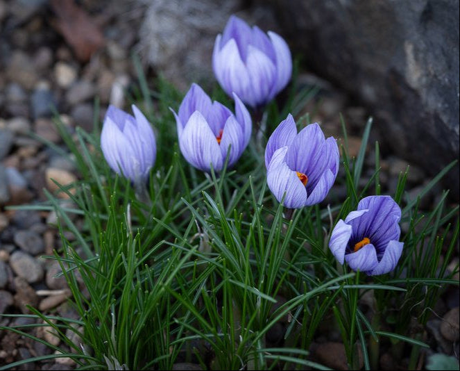 Cartwrightianus Fall Flowering Crocus Corms – EVERGREEN