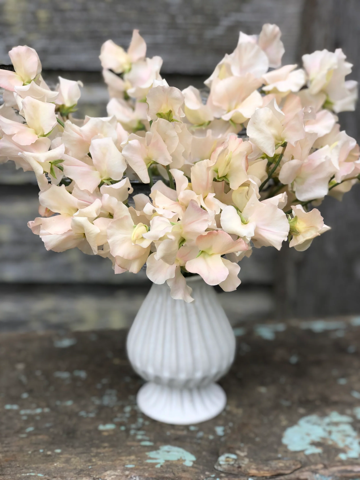 Piggy Sue Sweet Pea – EVERGREEN