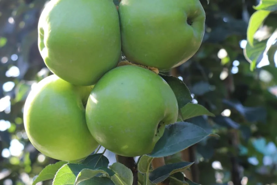 Tangy Green® Columnar Apple – EVERGREEN