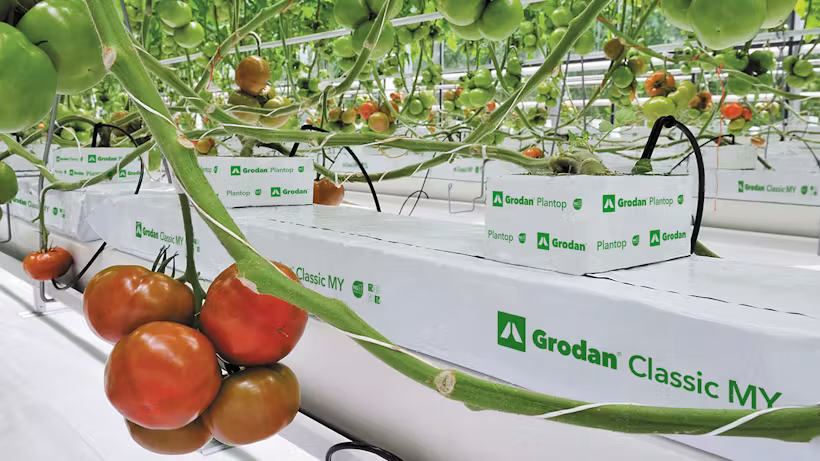 Grodan Classic MY Slab Vegetable Growing Rock Wool Hydroponics Substra ...
