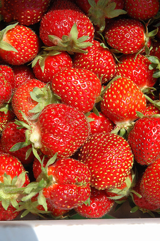 Tristar Everbearing Strawberry – EVERGREEN