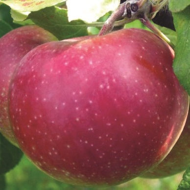 Fameuse Snow Heirloom Apple – EVERGREEN