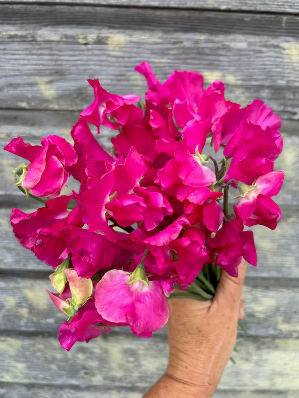 Evie Jones Sweet Pea – EVERGREEN