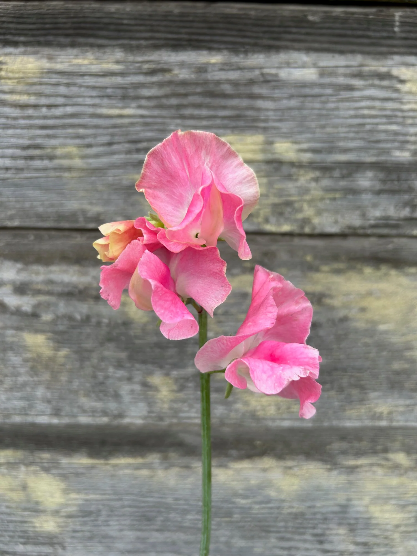 Mrs Bernard Jones Sweet Pea – EVERGREEN