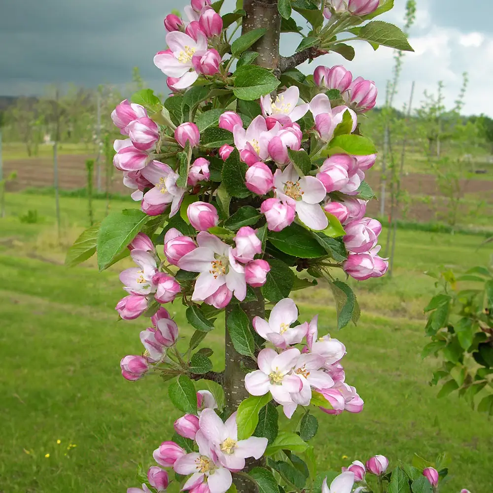 Tasty Red® Columnar Apple – EVERGREEN