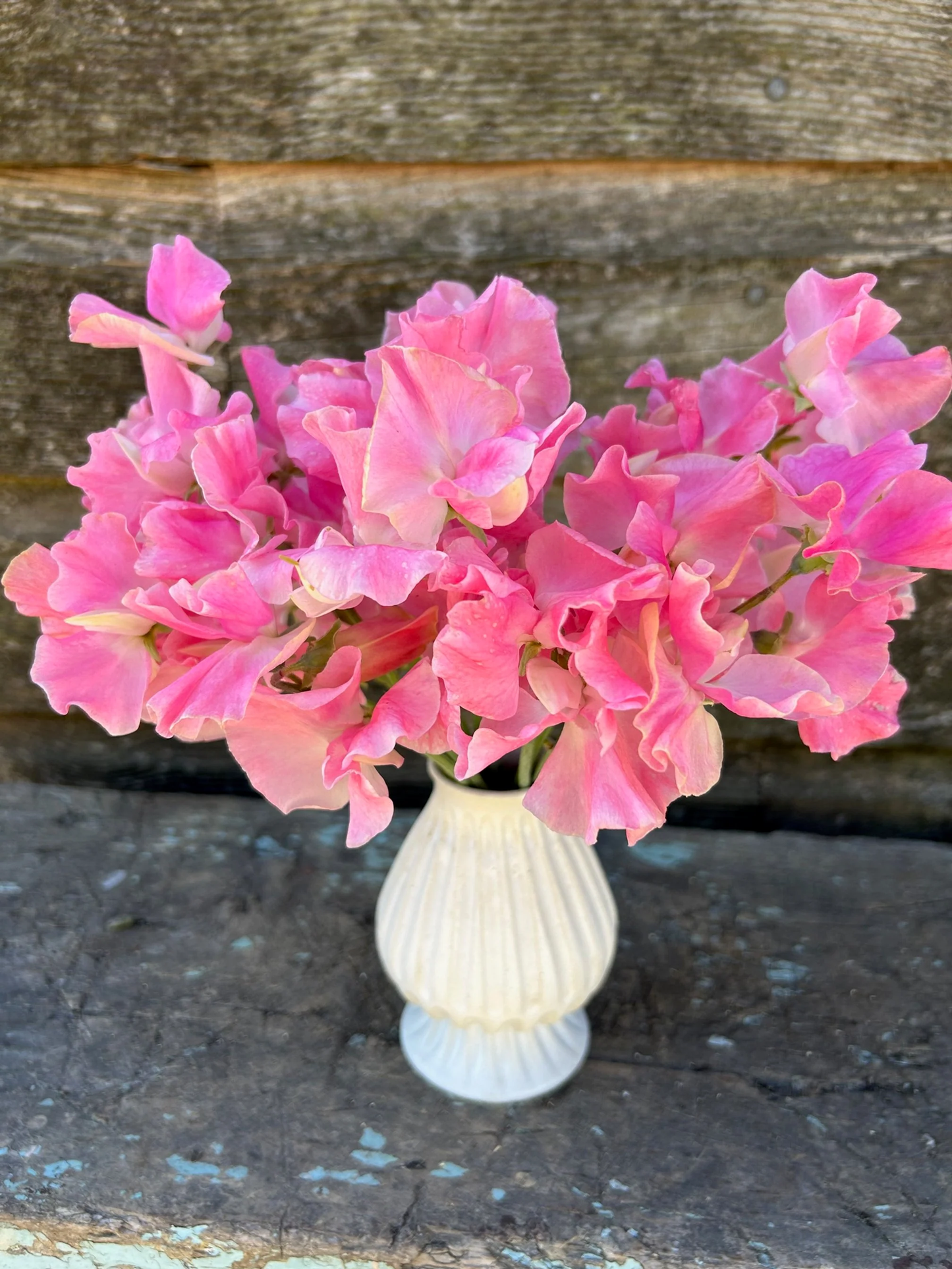 Mrs Bernard Jones Sweet Pea – EVERGREEN