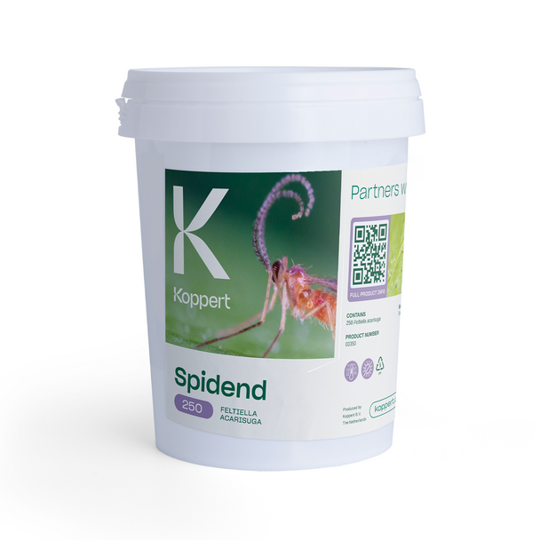 Spidend Predatory Gall Midge – EVERGREEN