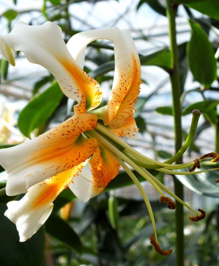 Lady Alice Heirloom Henryi Lily – EVERGREEN