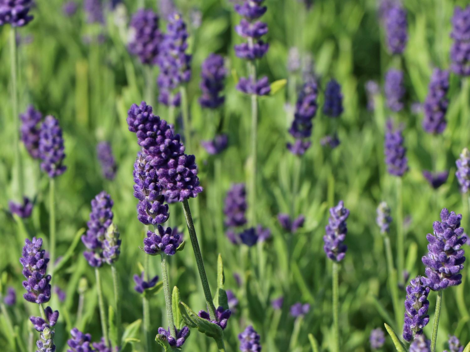 Lavandula angustifolia Ellagance Purple – EVERGREEN