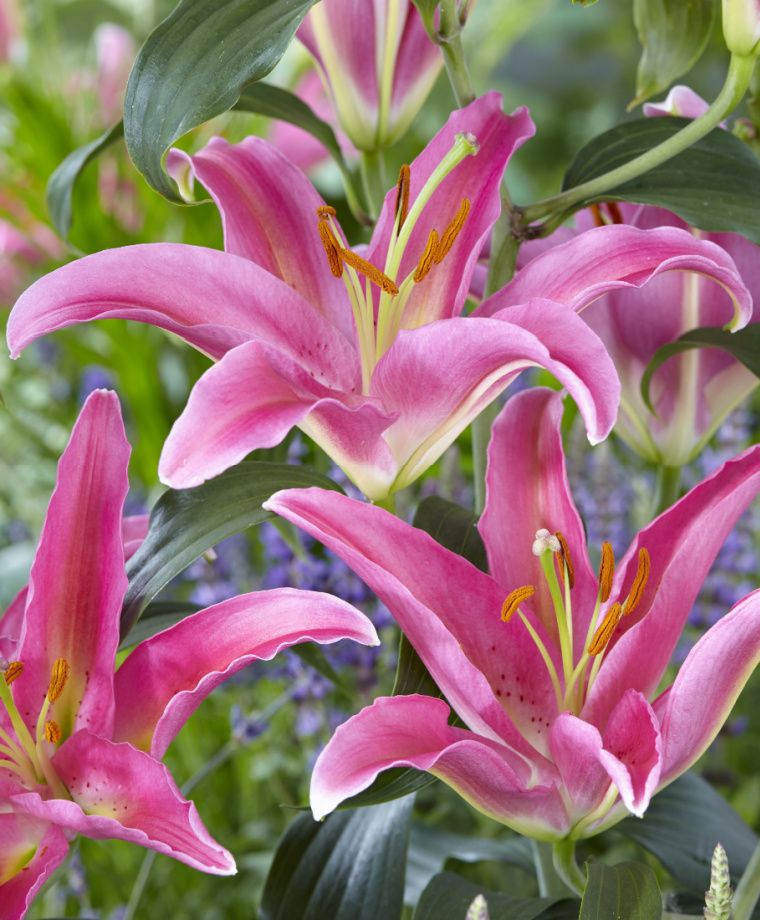 Mount Cook Oriental Lily – EVERGREEN
