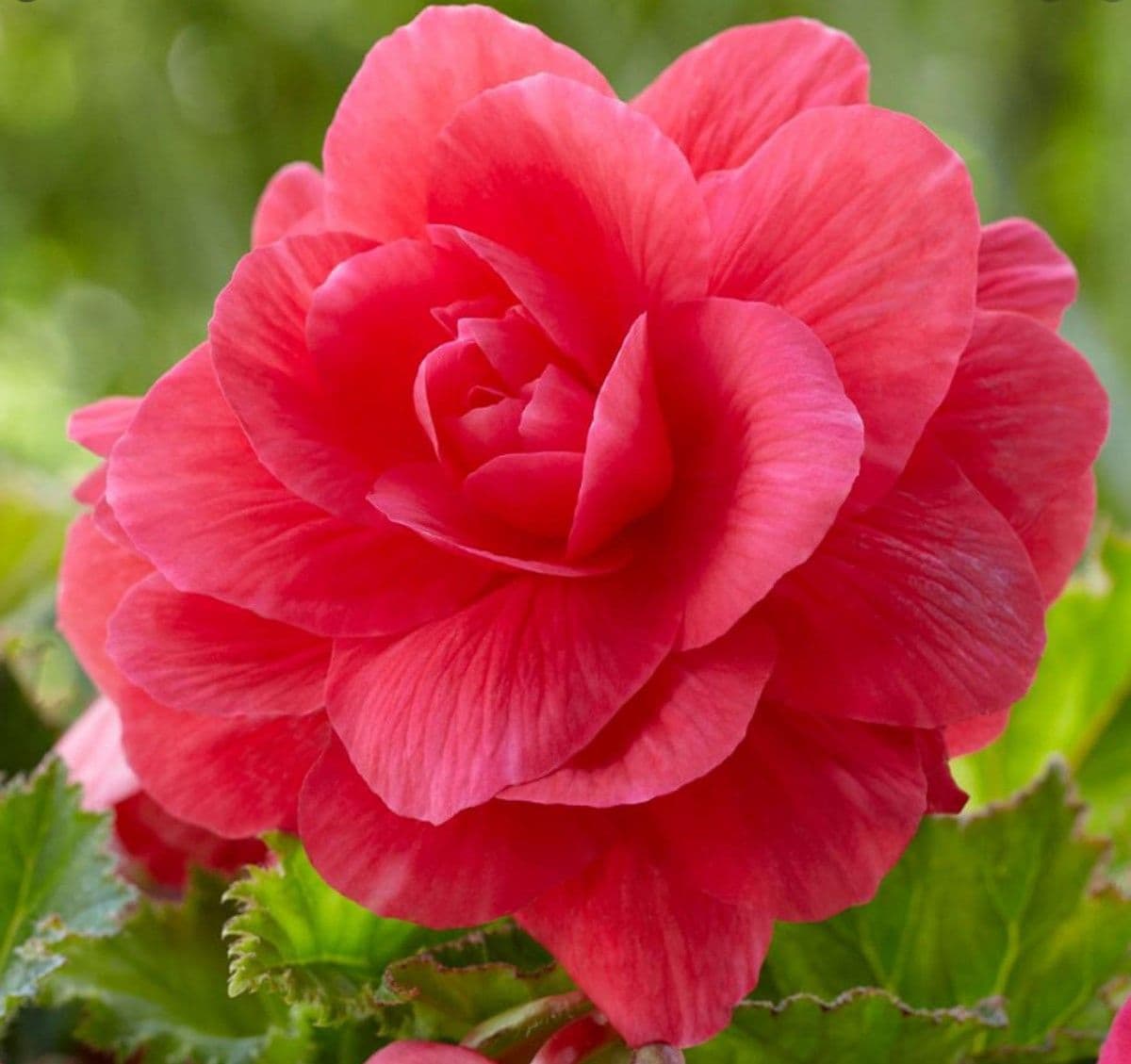 Pink Double Camellia Begonia – EVERGREEN