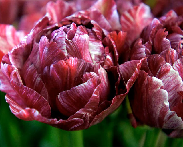 Night Watchman Tulip Bulbs – EVERGREEN