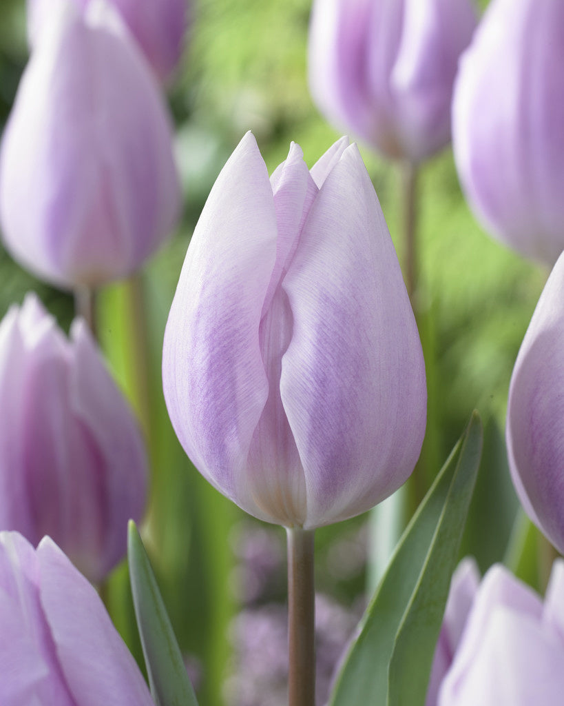 Silver Cloud Tulip Bulbs – EVERGREEN